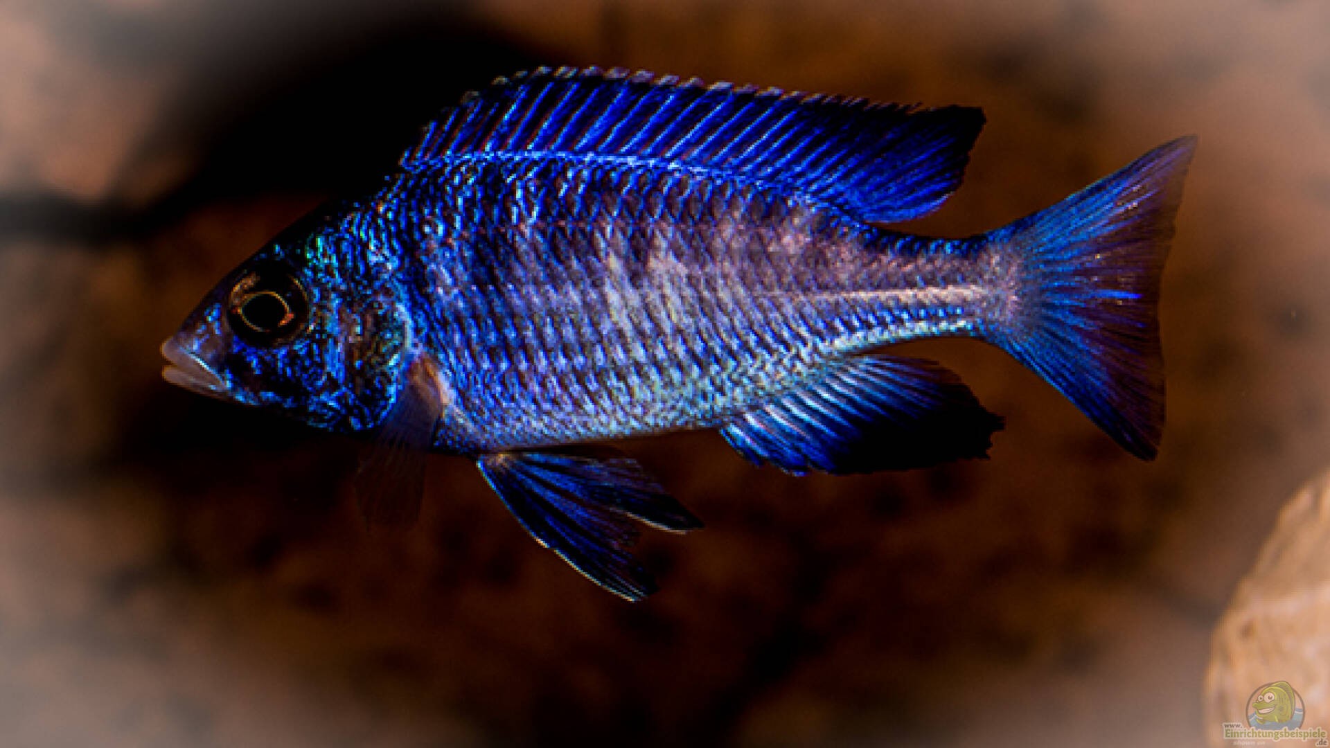 Placidochromis phenochilus: Alle wichtigen Infos